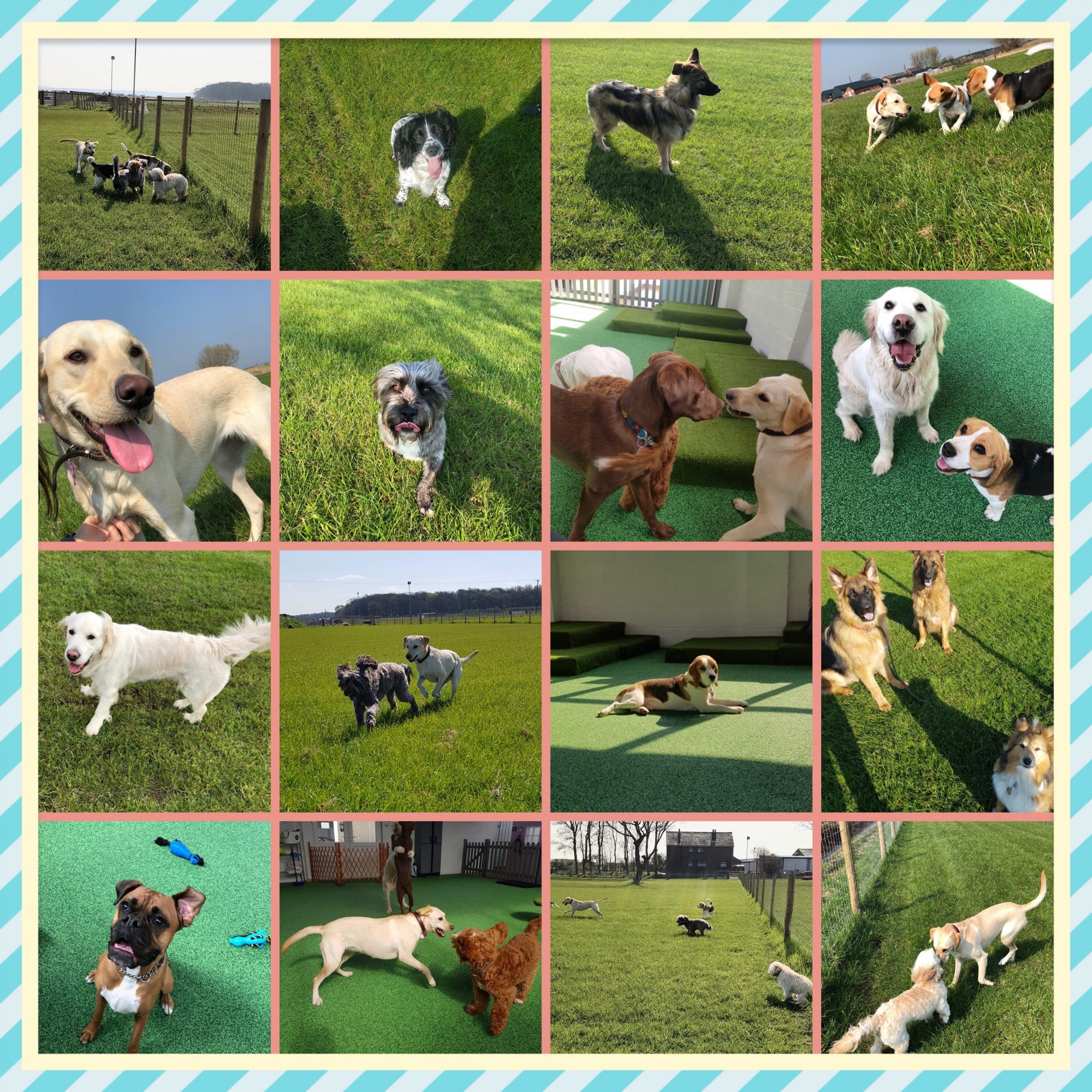 Gallery | The Pawfect Retreat | Explore Our Resort