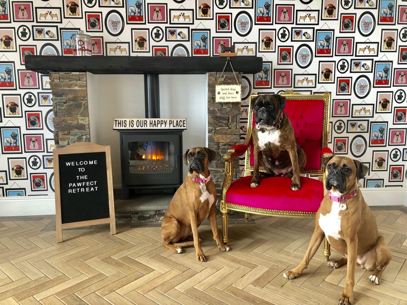 Luxury Dog Hotel near Liverpool | The Pawfect Retreat, Merseyside