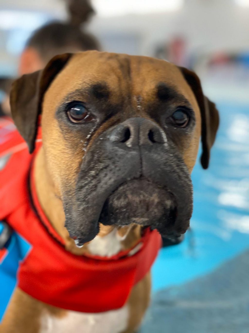 Gallery | The Pawfect Retreat | Explore Our Resort