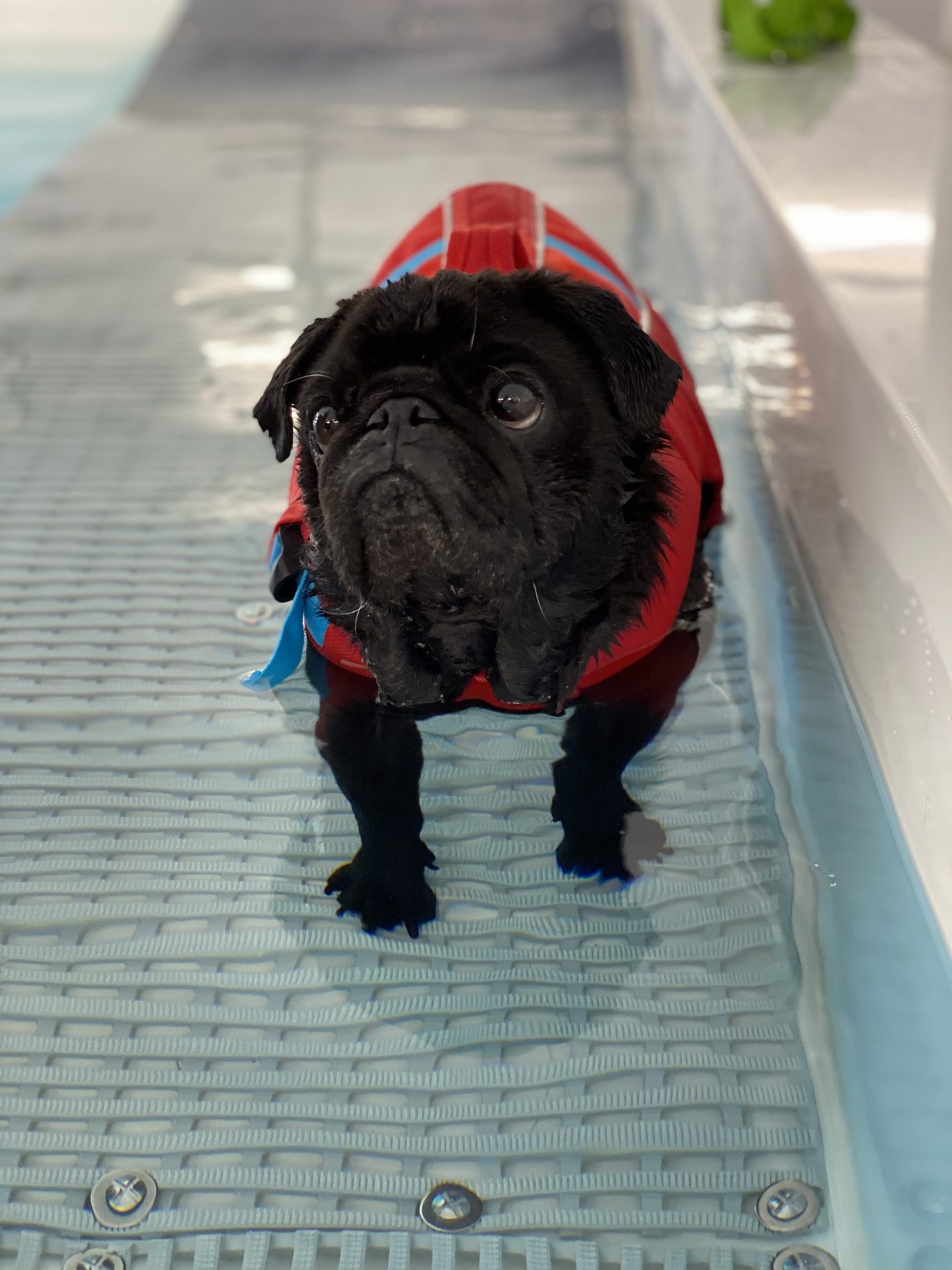 Gallery | The Pawfect Retreat | Explore Our Resort