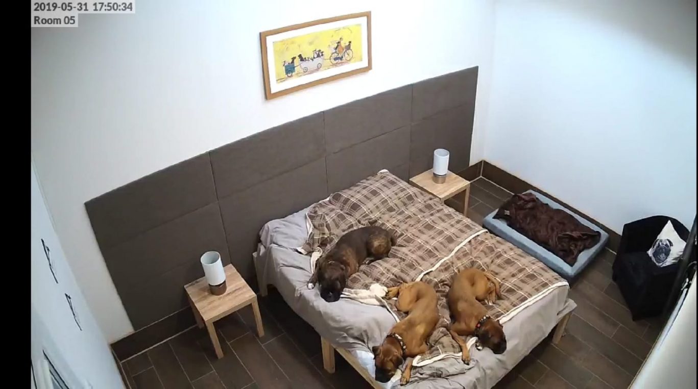 About Our Luxury Dog Hotel | The Pawfect Retreat | A Premium Resort