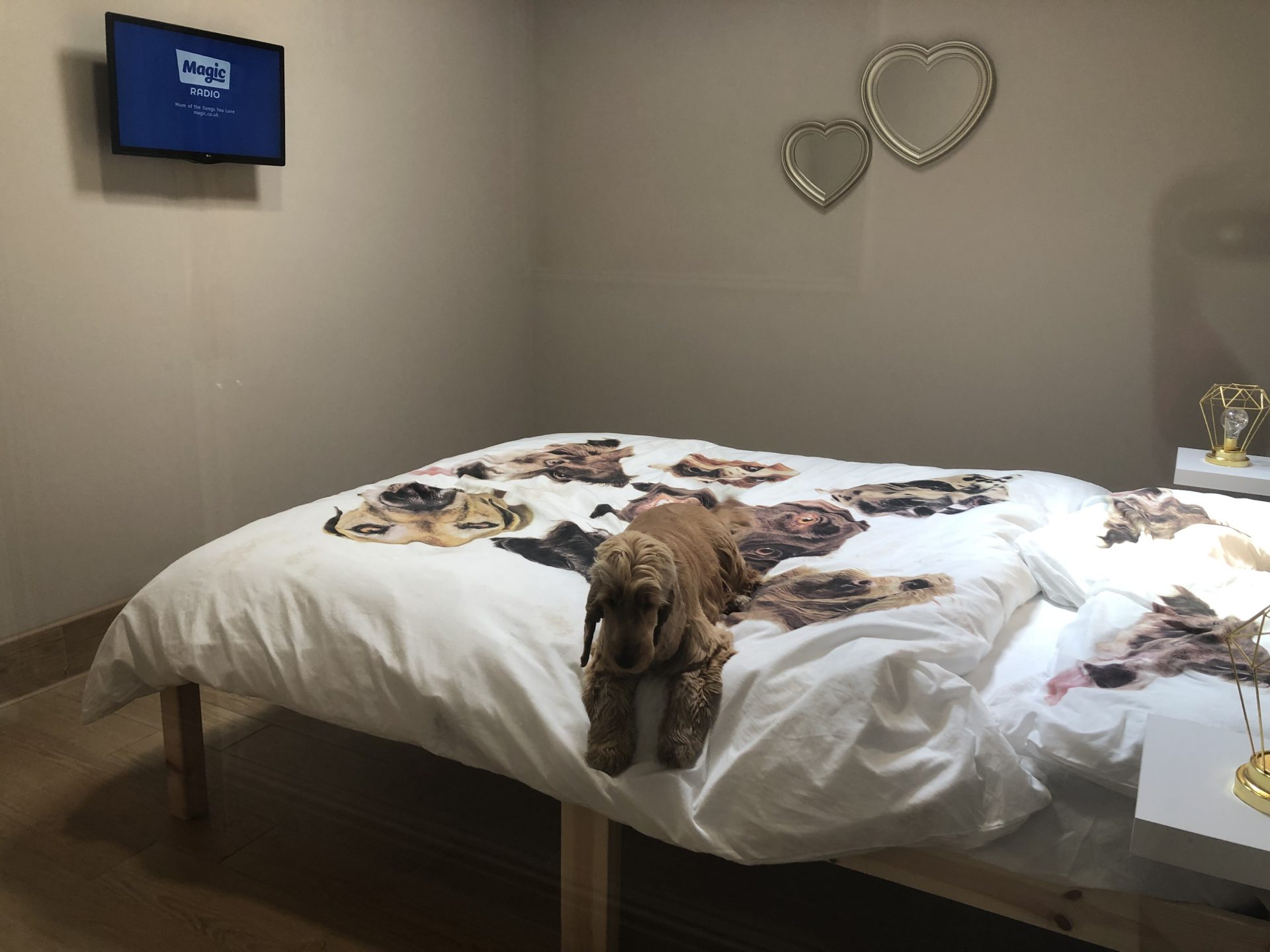 Gallery | The Pawfect Retreat | Explore Our Resort